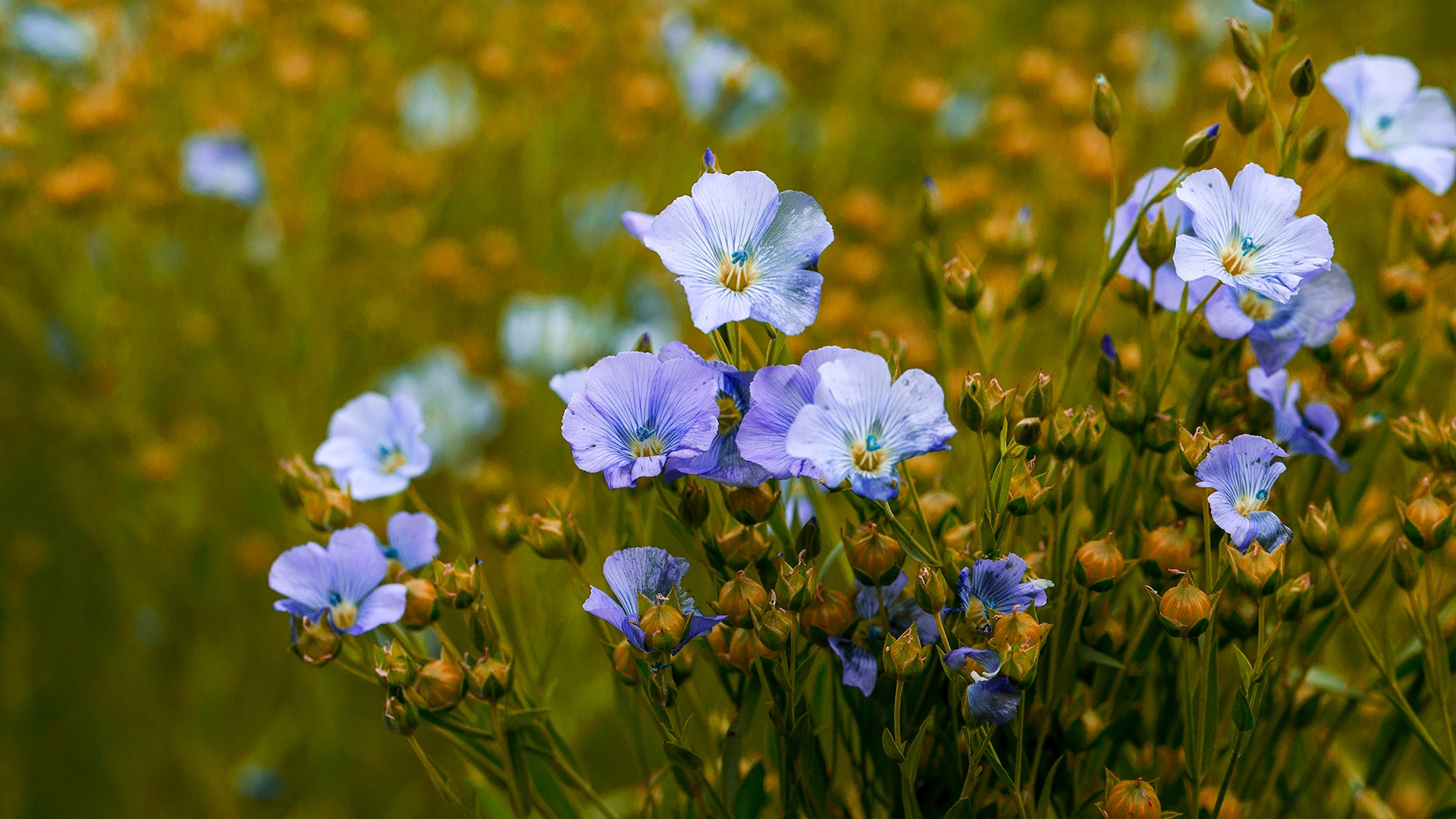 Fantastic Flax – Fourflax